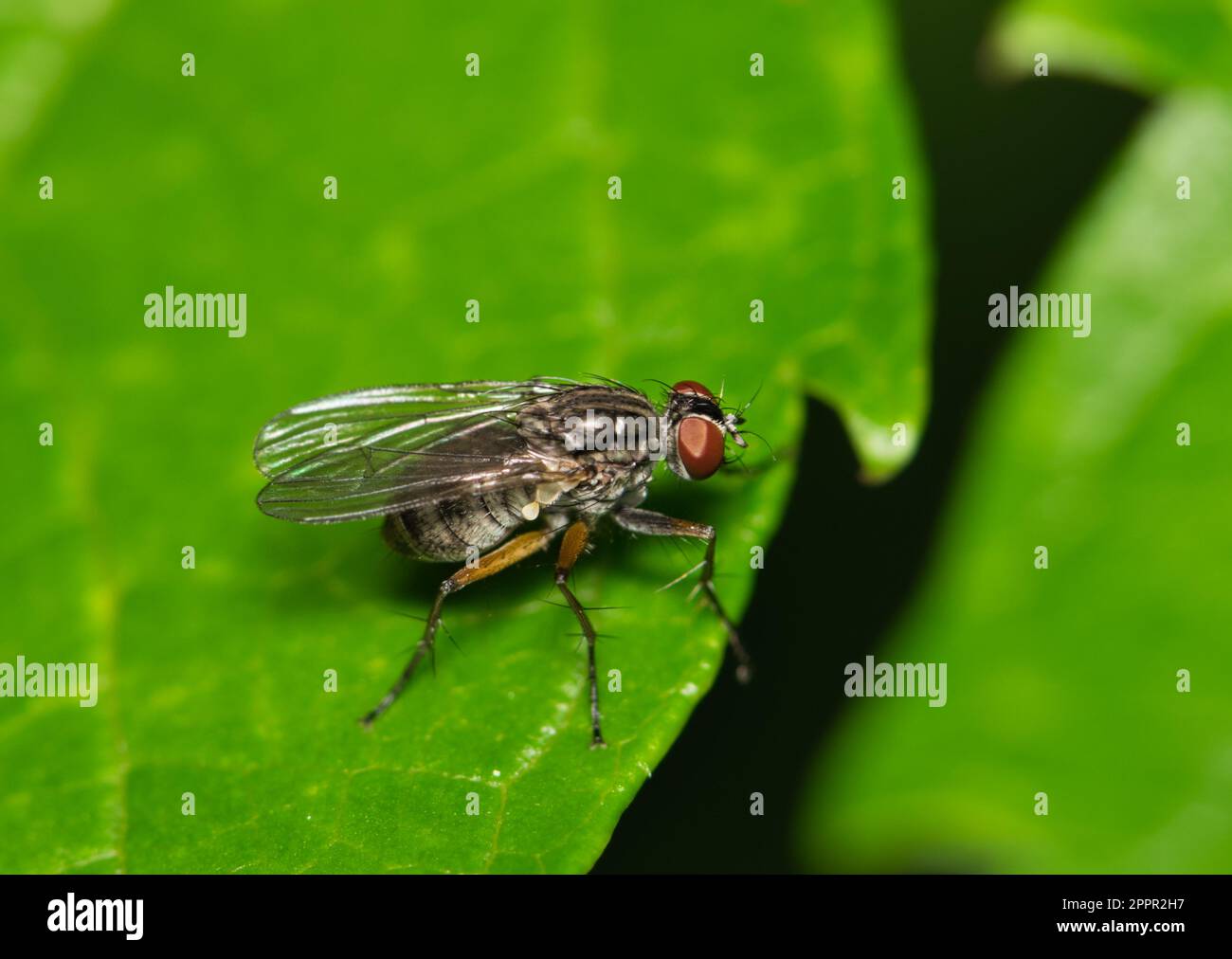 Invertebrate insect diptera fly hi-res stock photography and images - Alamy