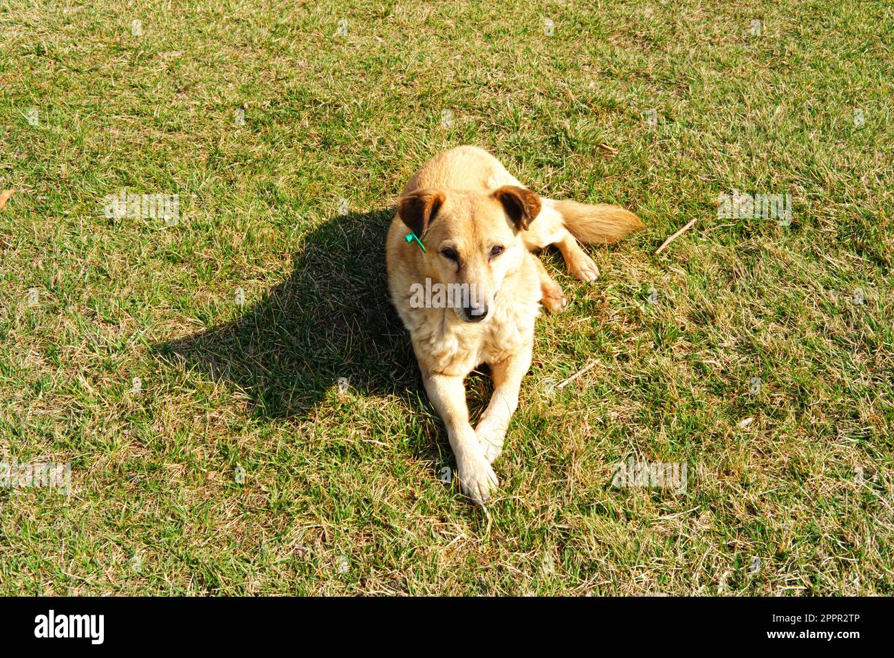Street dog laying on the grass under sun in a sunny summer day Stock ...