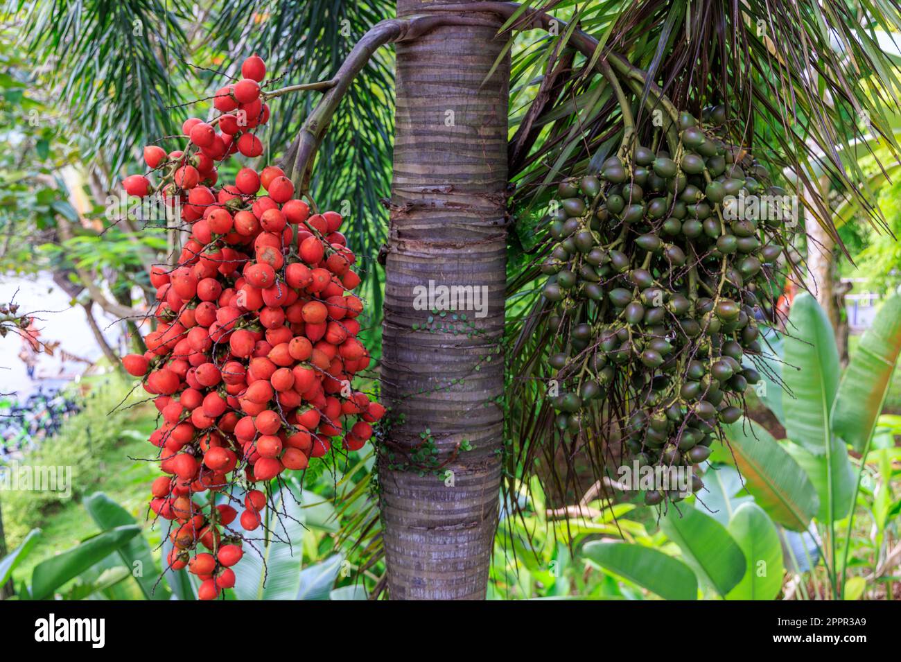 Palm tree fruit at Gardens by the Bay, Singapore Stock Photo - Alamy