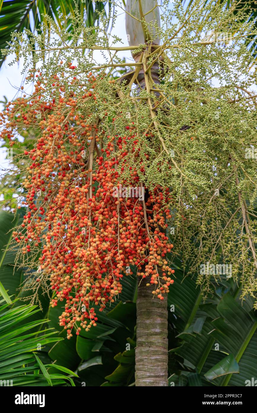 Palm tree fruit at Gardens by the Bay, Singapore Stock Photo - Alamy