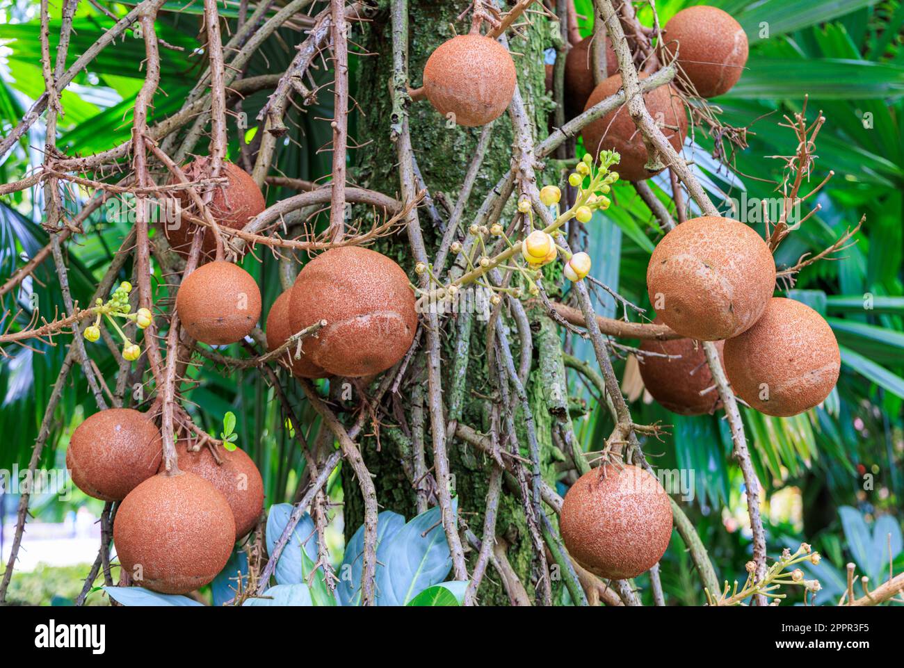 Fruit Garden Singapore at Katie Jenkins blog