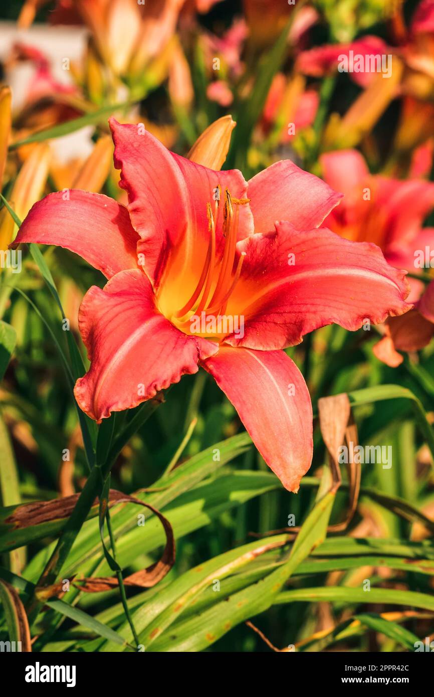 Beautiful pink lilly flower on a blurred background. Rust daylilly in ...