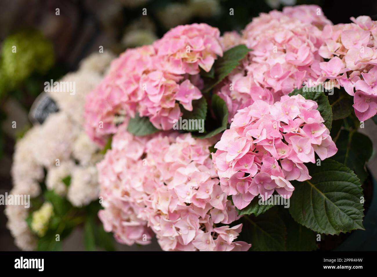 Beautiful bright spring flowers against the backdrop of the sun and ...