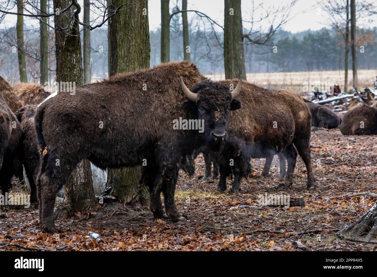 Domestic and huntable bison at Super G Ranch in Central Michigan, USA ...