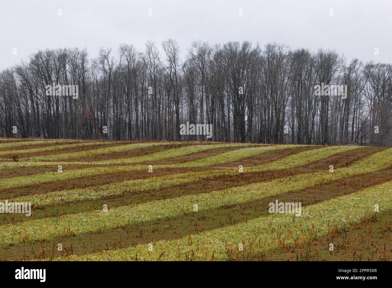 Striped farm fields in Central Michigan, USA Stock Photo - Alamy