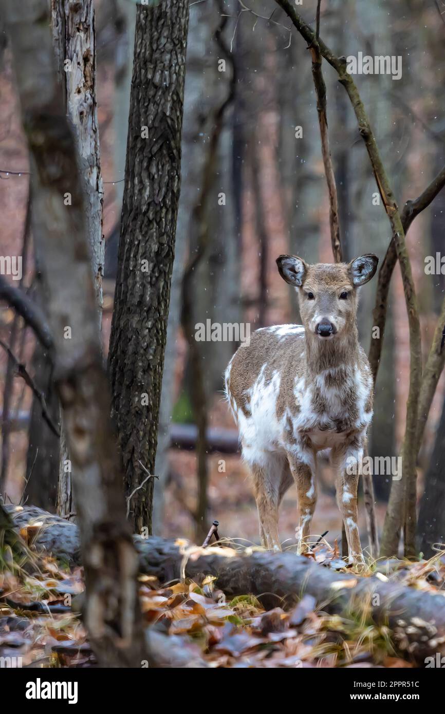 Piebald deer hi-res stock photography and images - Alamy
