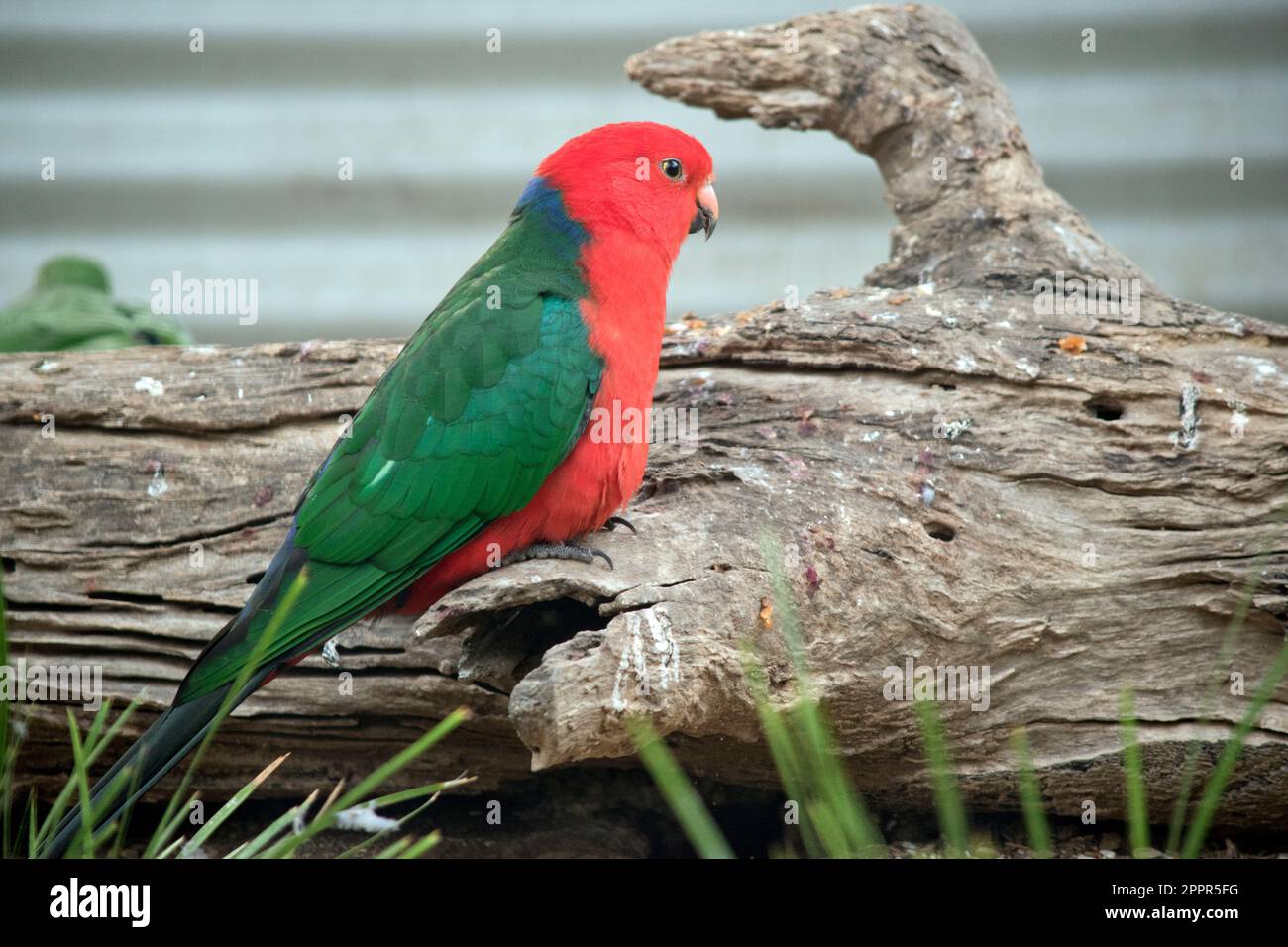 The Australian king parrot has a red belly and a green back, with green ...