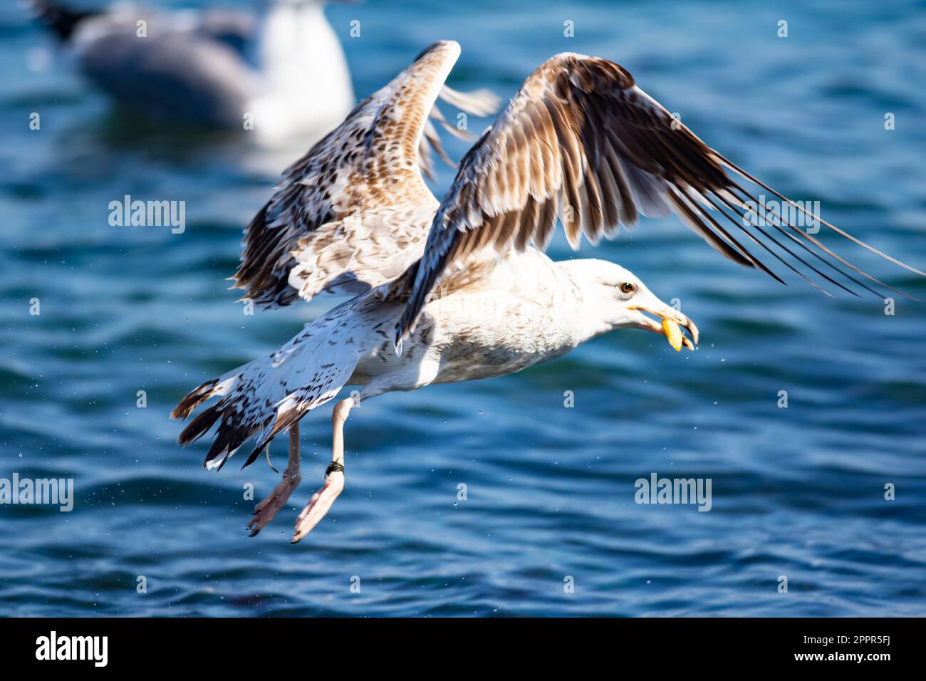 Urban coastal bird hi-res stock photography and images - Alamy
