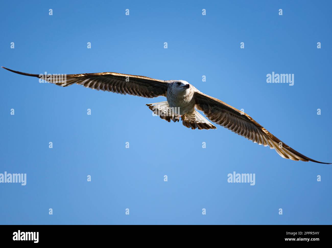 Urban birdwatching hi-res stock photography and images - Alamy
