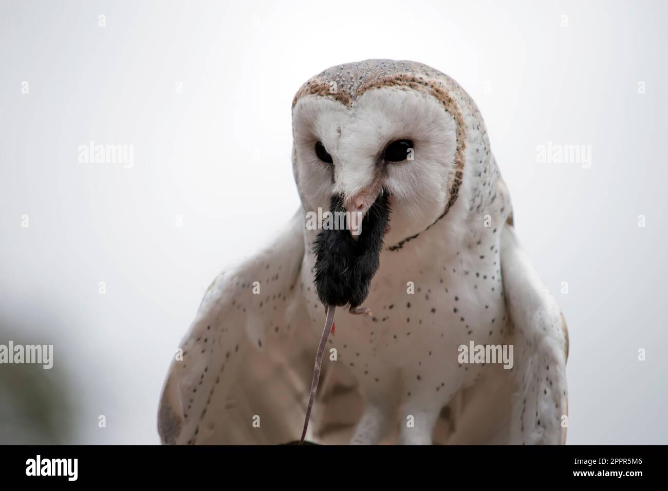 Barn owls have a distinctive heart-shaped white face and dark eyes Stock Photo - Alamy