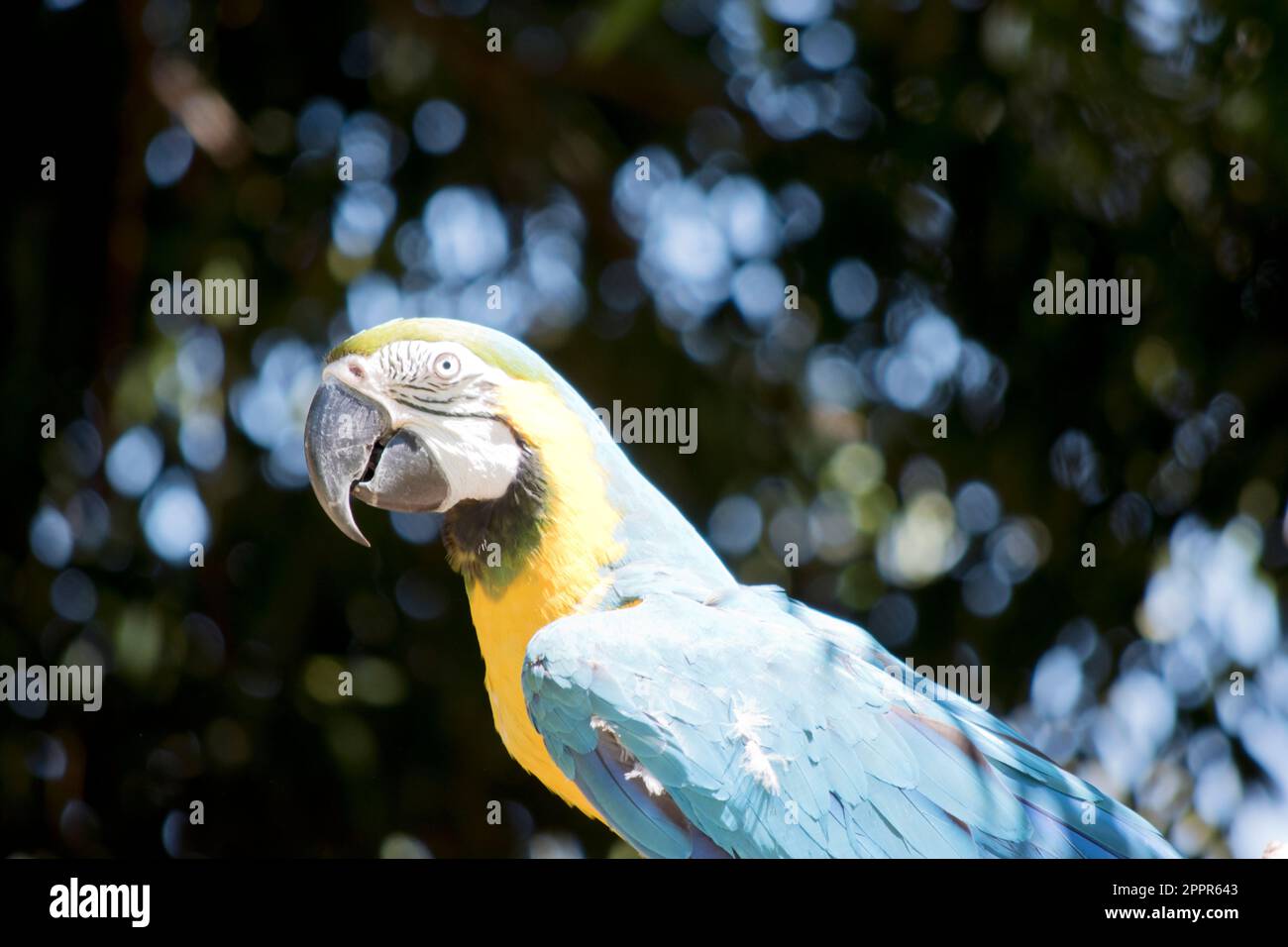the blue and gold back and upper tail feathers are brilliant blue; the ...