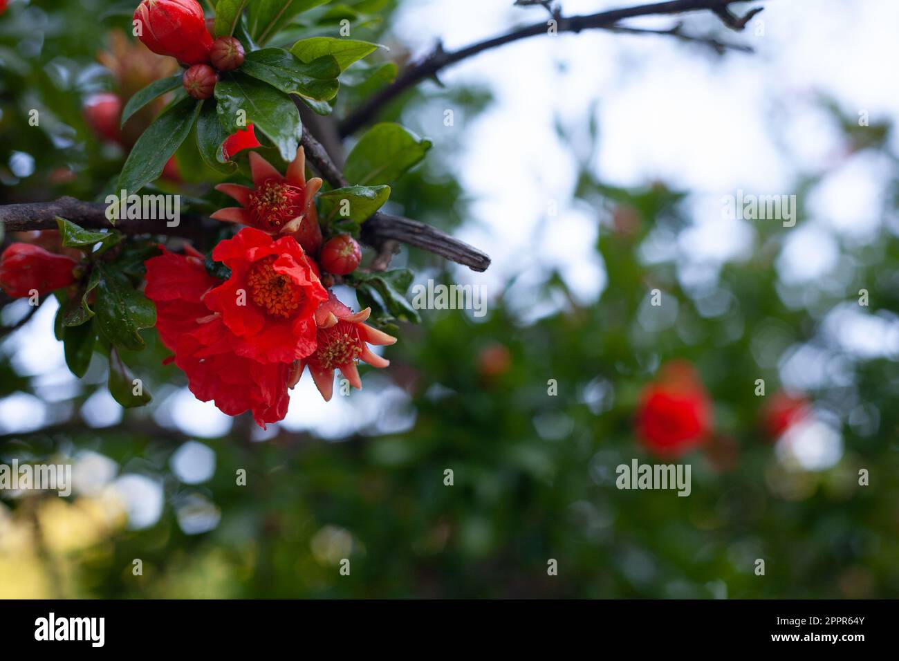 Beautiful bright spring flowers against the backdrop of the sun and ...