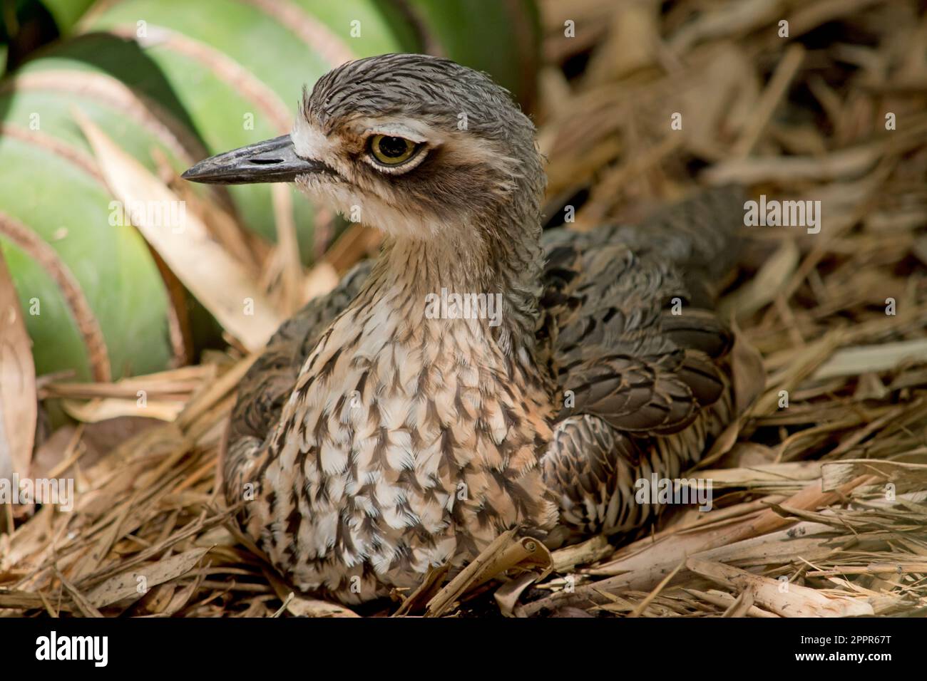 the bush stone curlew has grey-brown colouring on its upper region with ...