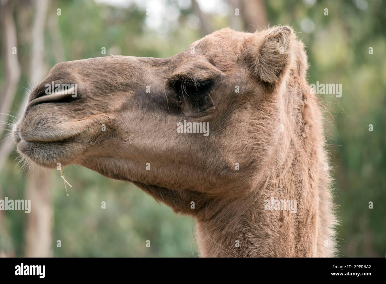 Camels are mammals with brown eyes, long lashes, a big-lipped snout and ...