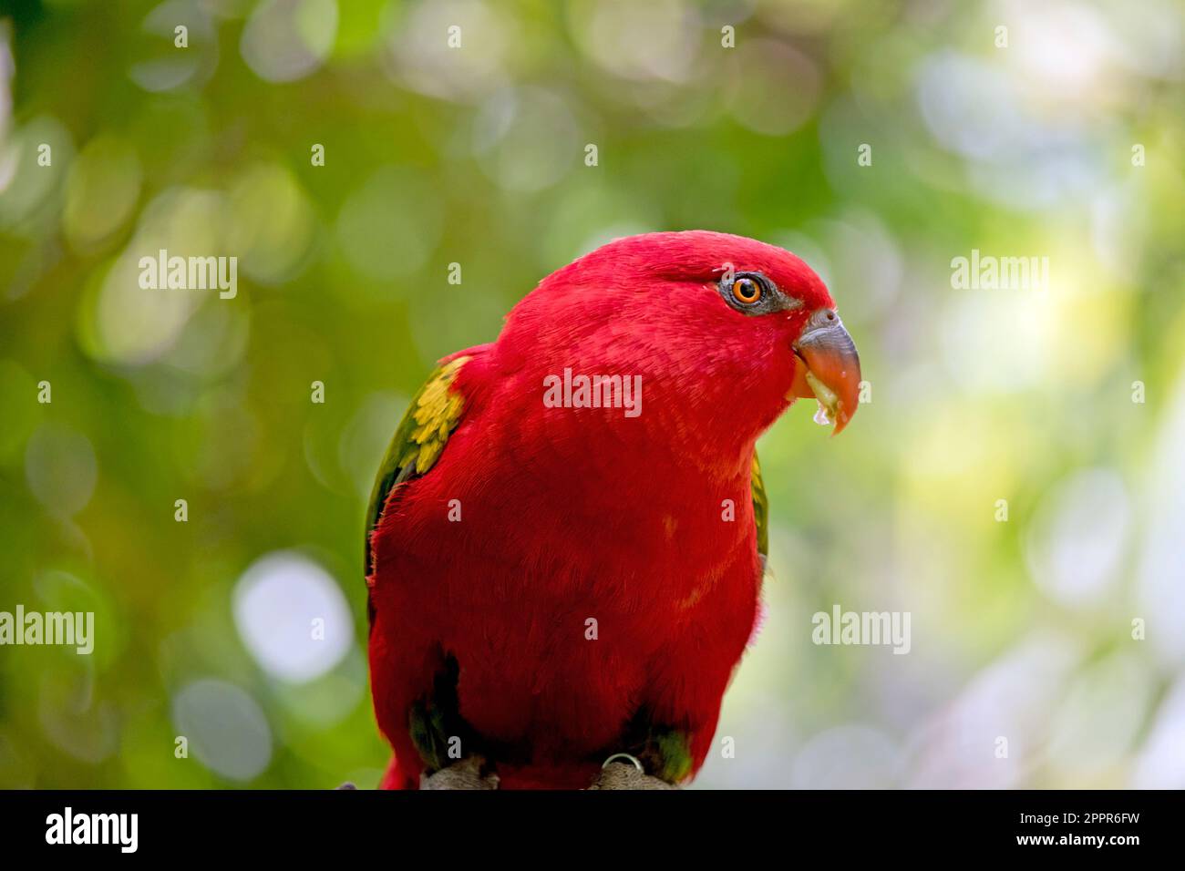 the chattering lory has a red body and green wings Stock Photo - Alamy