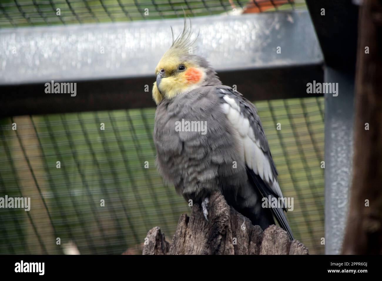 the cockatiel's plumage is mostly grey, paler below, with a white wing ...