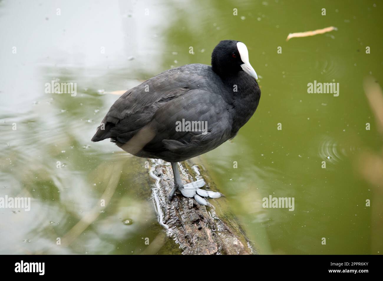 The Eurasian coot is a black sea bird with a white frontal shield Stock ...