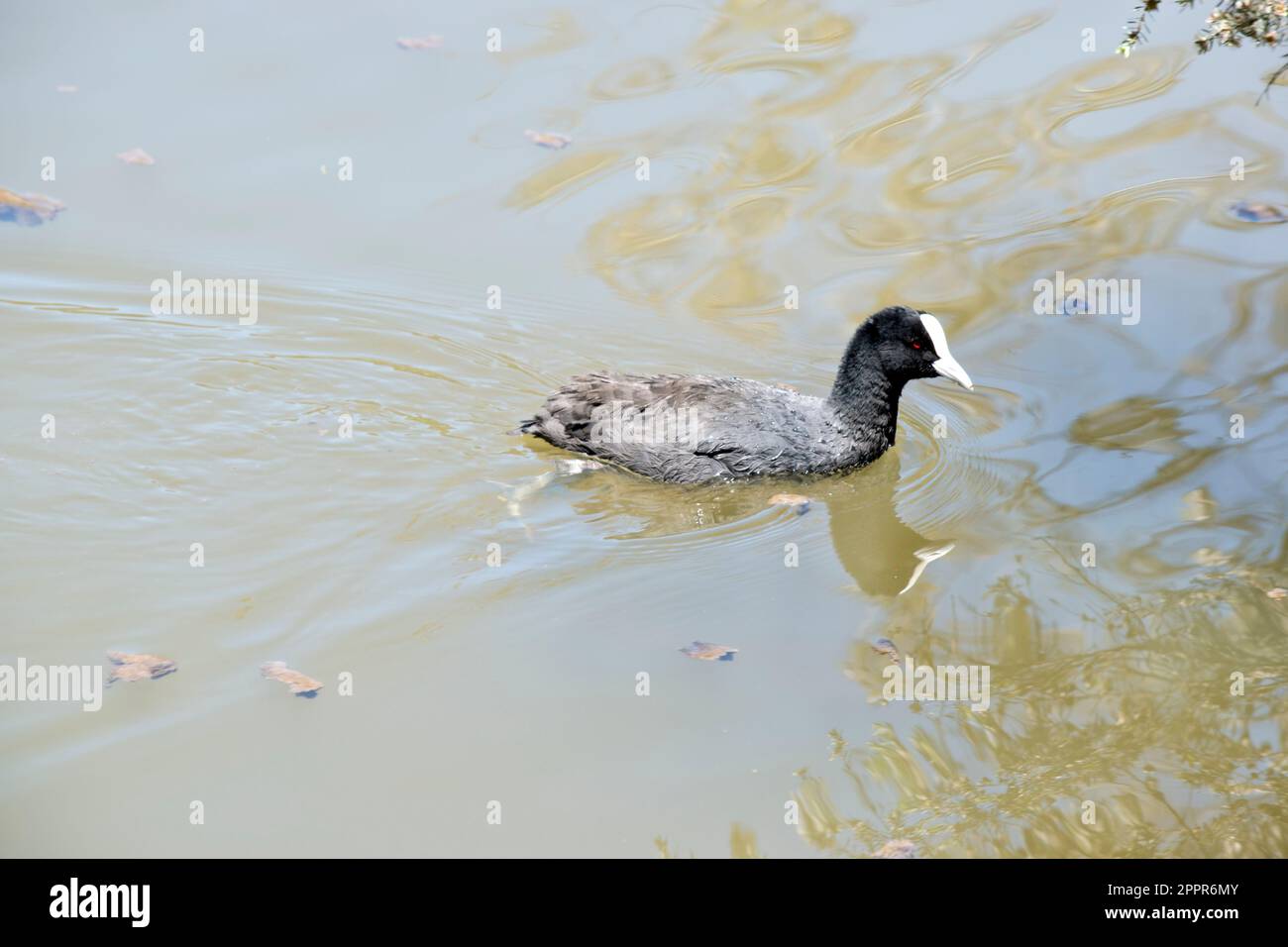 the eurasian coot is a black waterbird with a white mantle Stock Photo ...