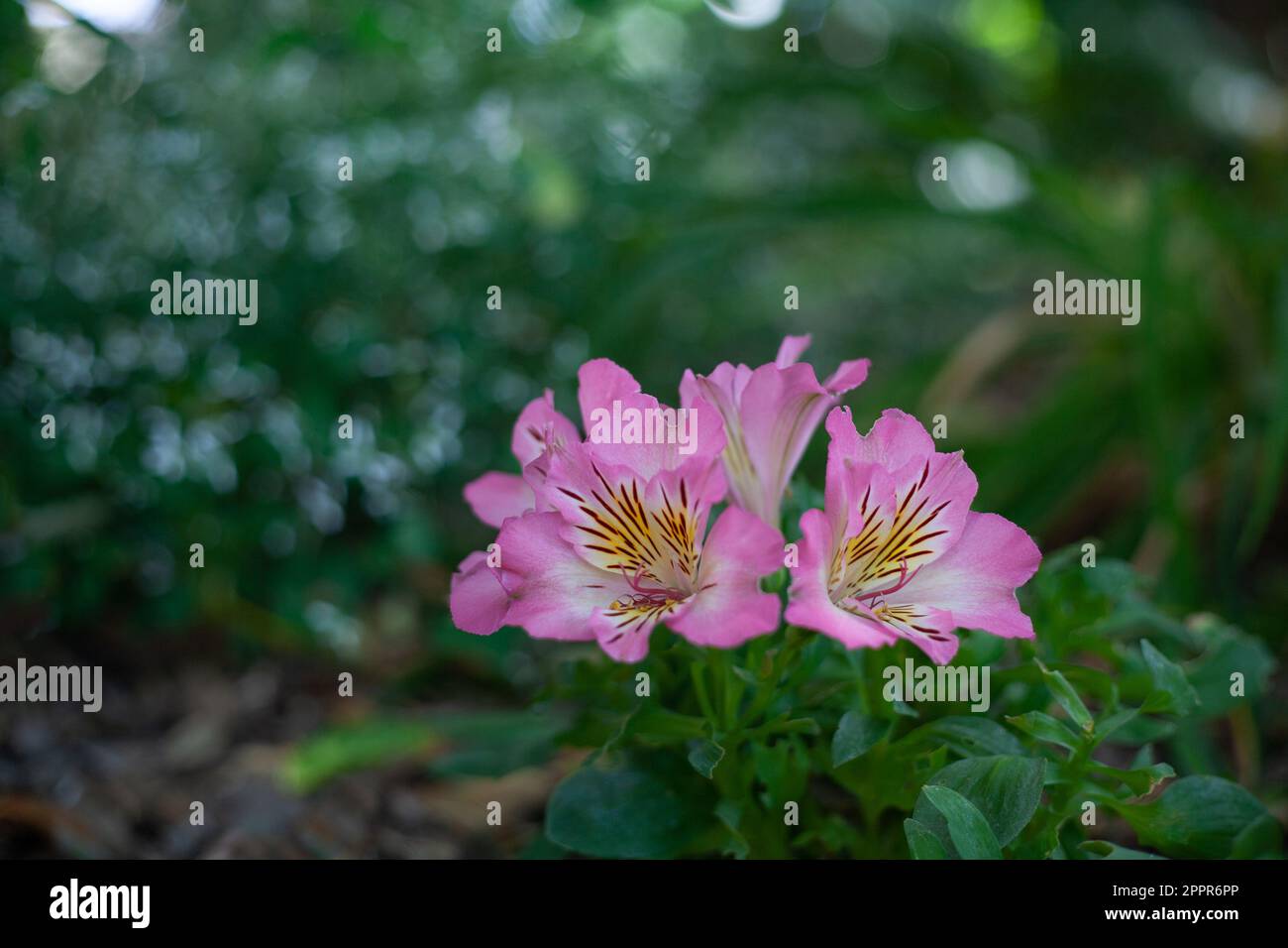Beautiful bright spring flowers against the backdrop of the sun and ...