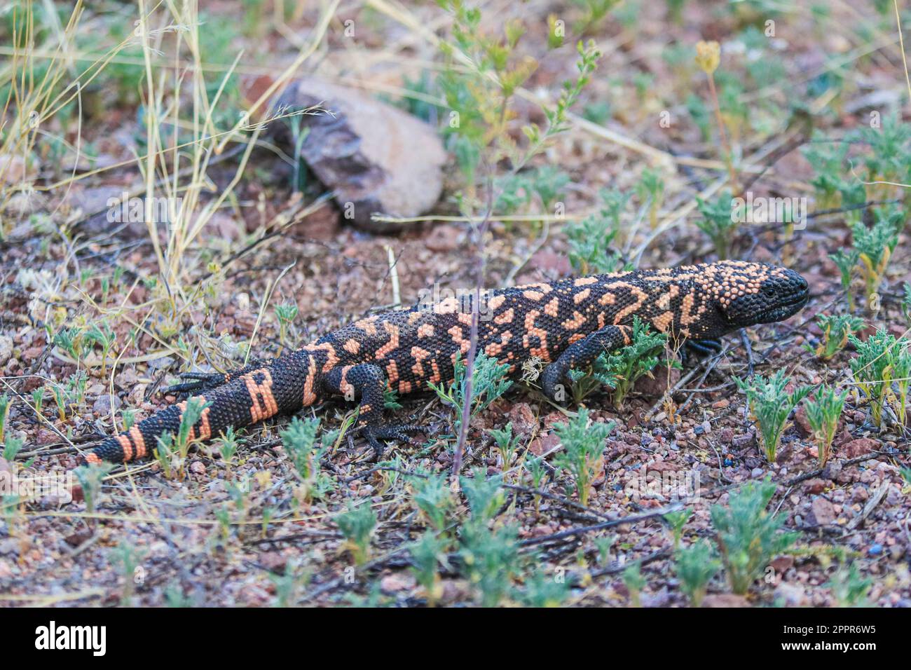 Gila monster in the wild in the Cuenca los Ojos reserve in Agua Prieta ...