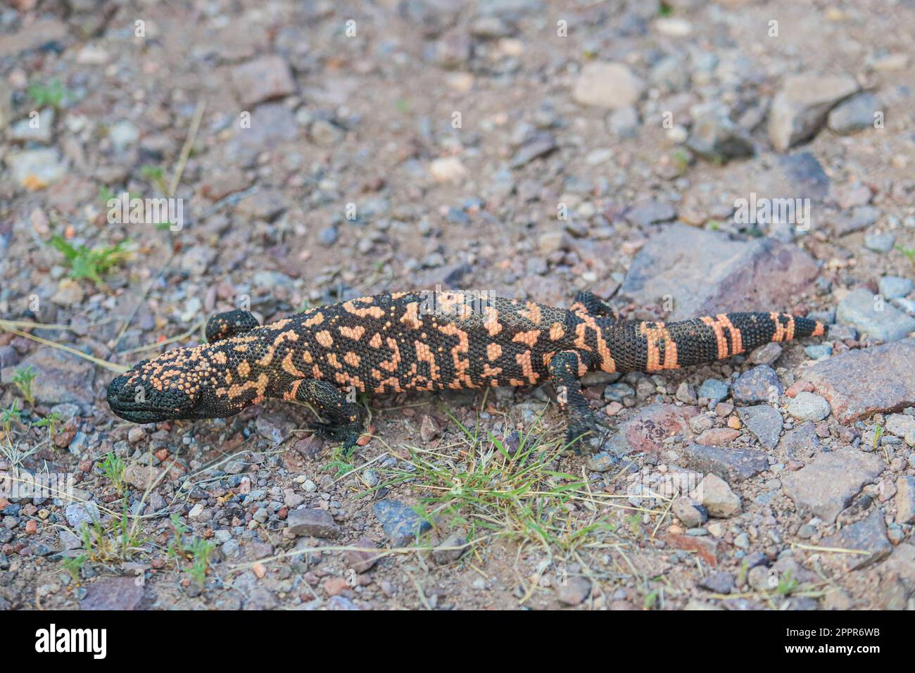 Gila monster in the wild in the Cuenca los Ojos reserve in Agua Prieta ...