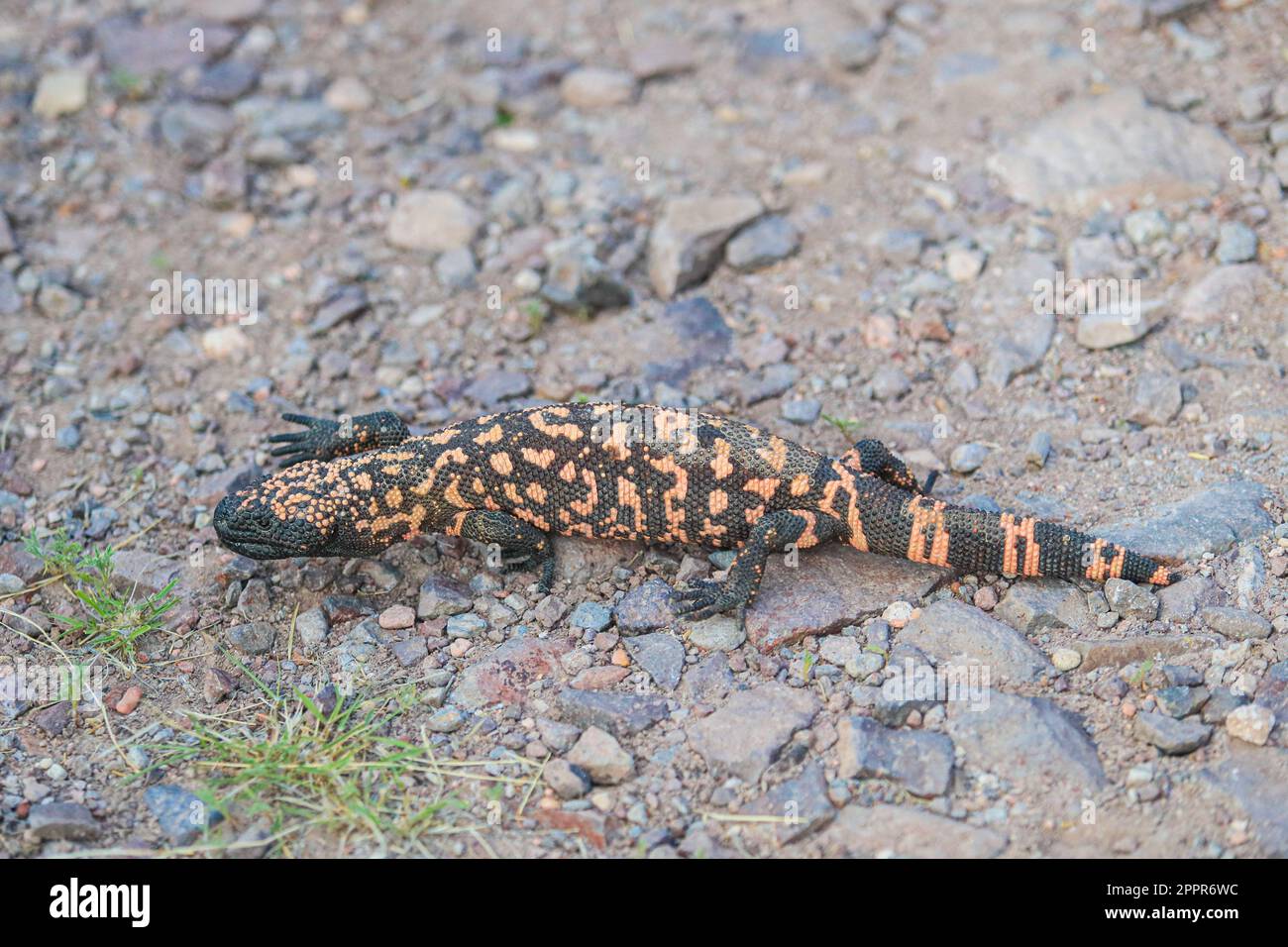 Gila monster in the wild in the Cuenca los Ojos reserve in Agua Prieta ...