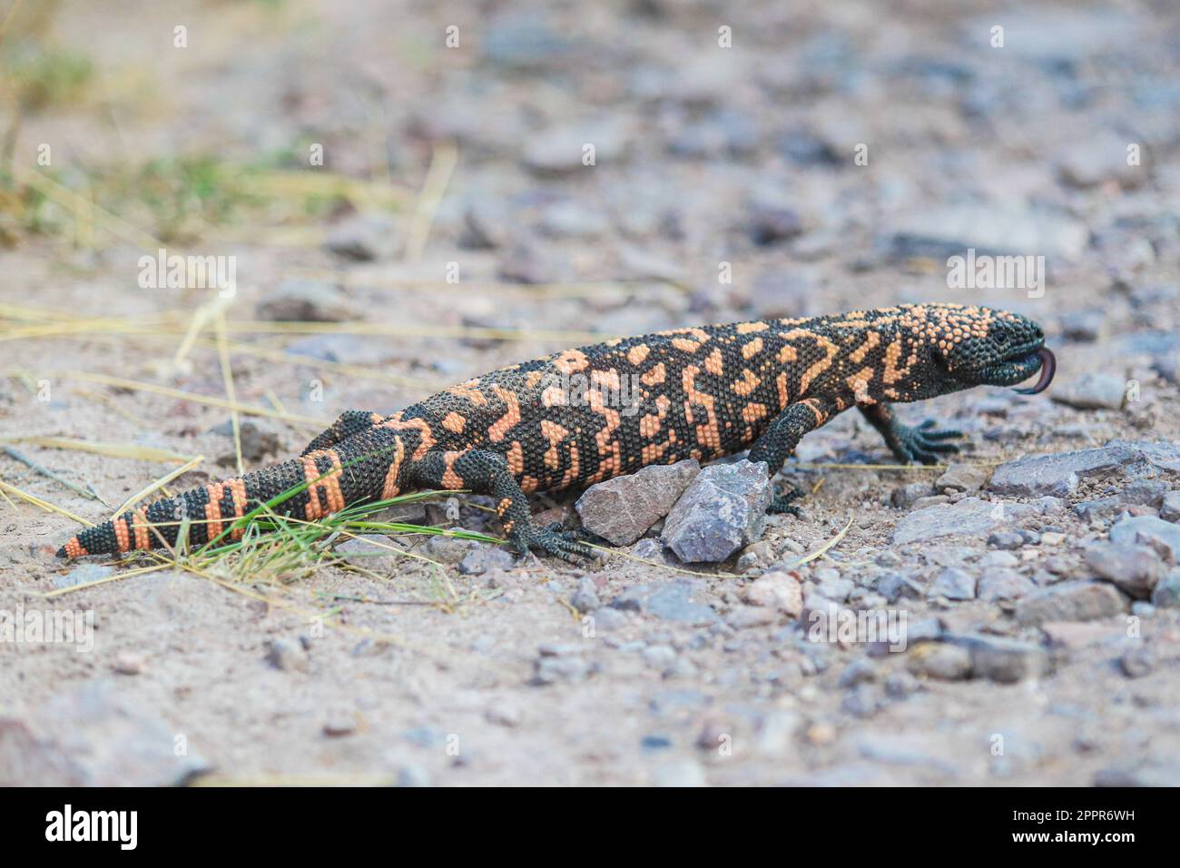 Gila monster in the wild in the Cuenca los Ojos reserve in Agua Prieta ...
