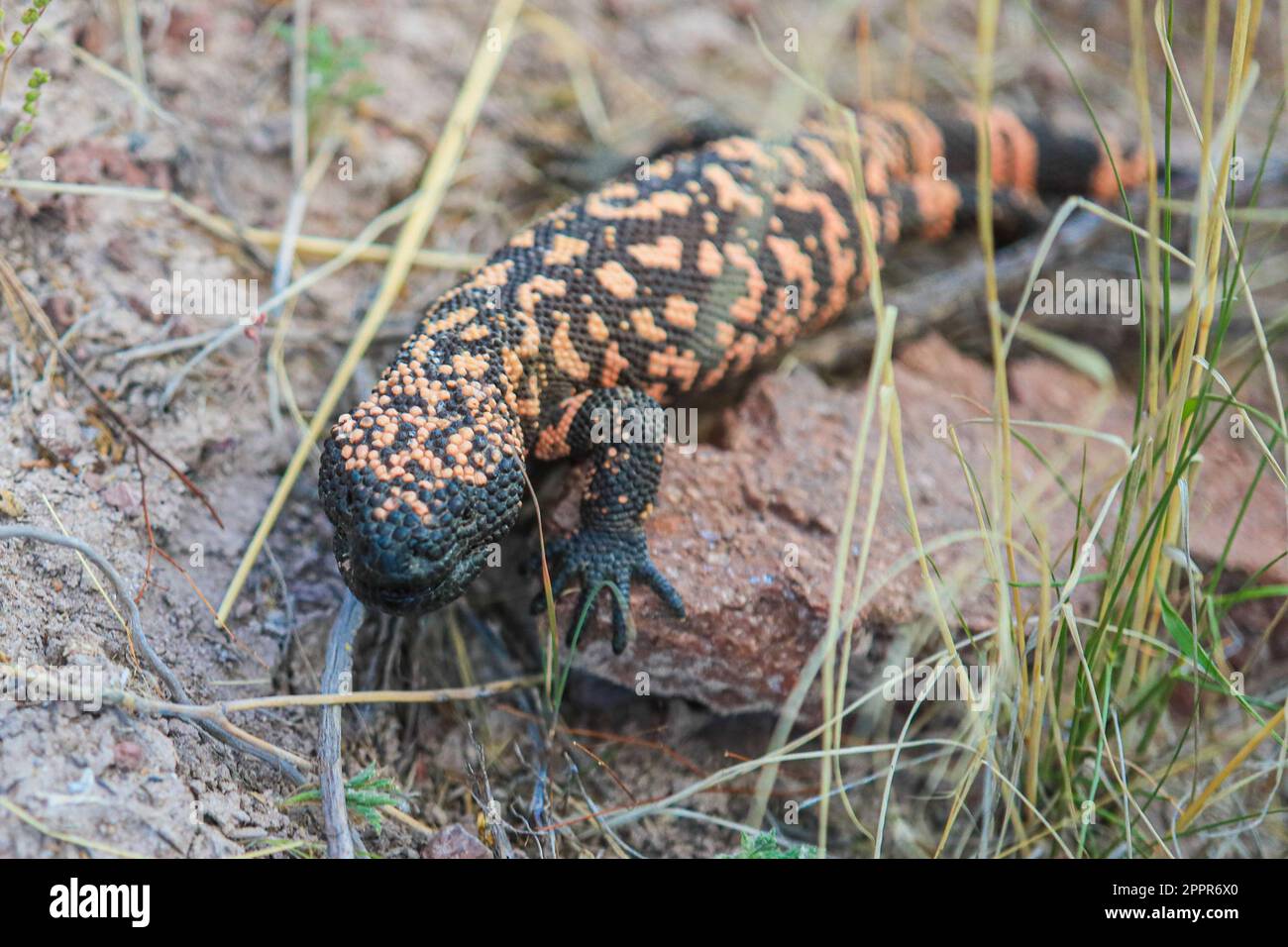 Gila monster in the wild in the Cuenca los Ojos reserve in Agua Prieta ...