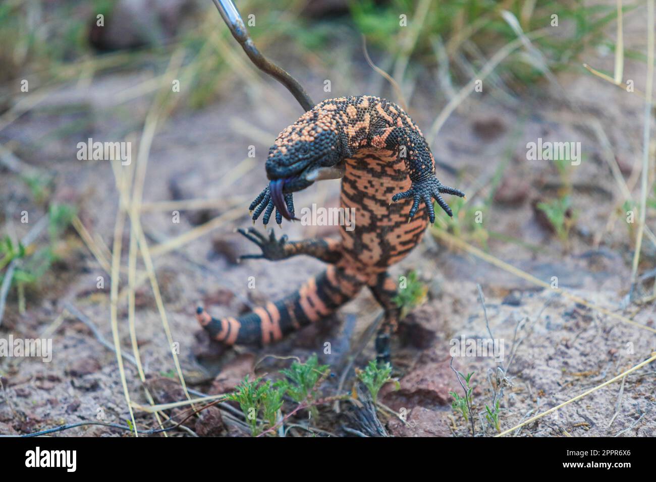 Gila monster in the wild in the Cuenca los Ojos reserve in Agua Prieta ...