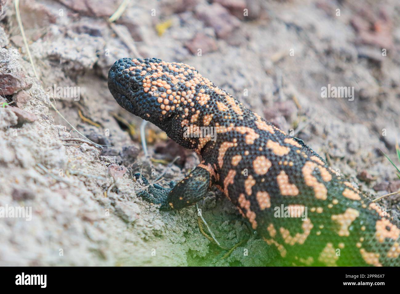 Gila monster in the wild in the Cuenca los Ojos reserve in Agua Prieta ...