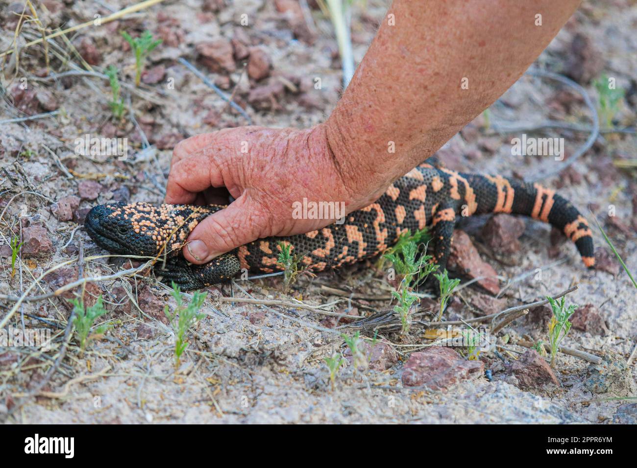 Gila monster in the wild in the Cuenca los Ojos reserve in Agua Prieta ...
