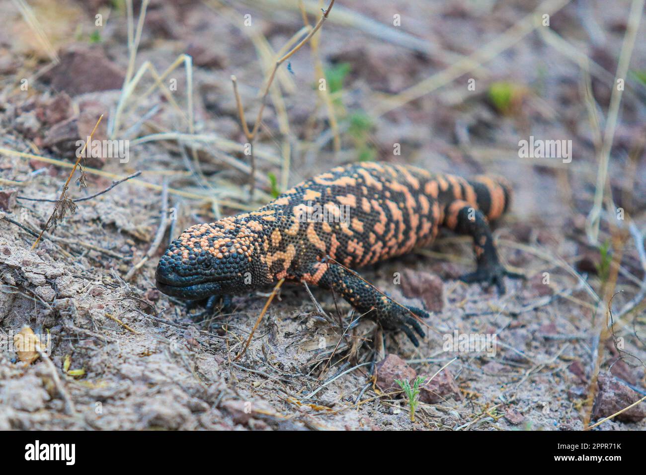 Gila monster in the wild in the Cuenca los Ojos reserve in Agua Prieta ...