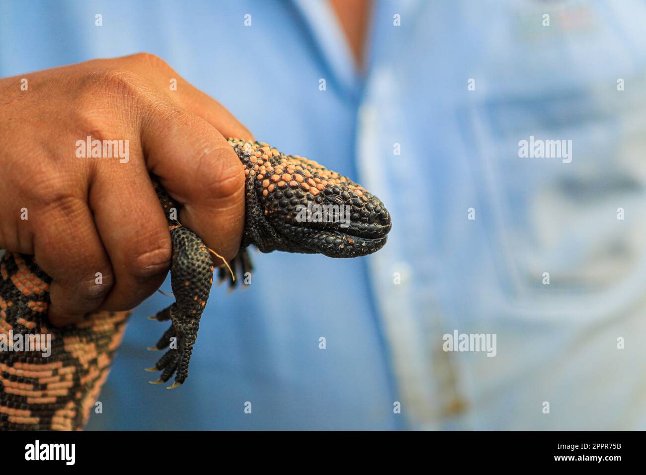 Gila monster in the wild in the Cuenca los Ojos reserve in Agua Prieta ...