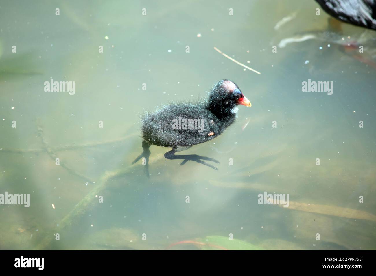 the dusky moorhen chick is swimming in a lake Stock Photo - Alamy
