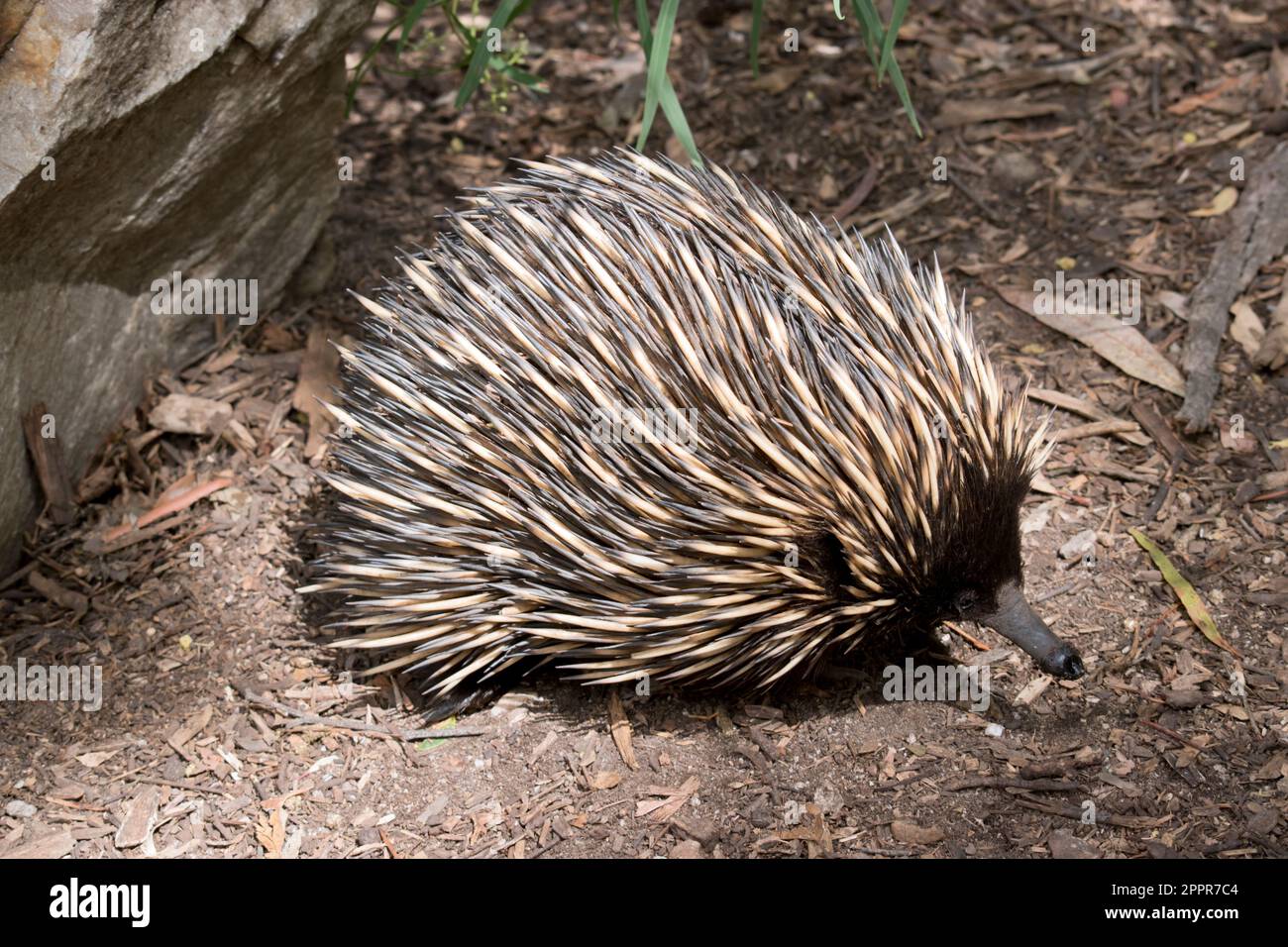 the short nosed has strong-clawed feet and spines on the upper part of ...