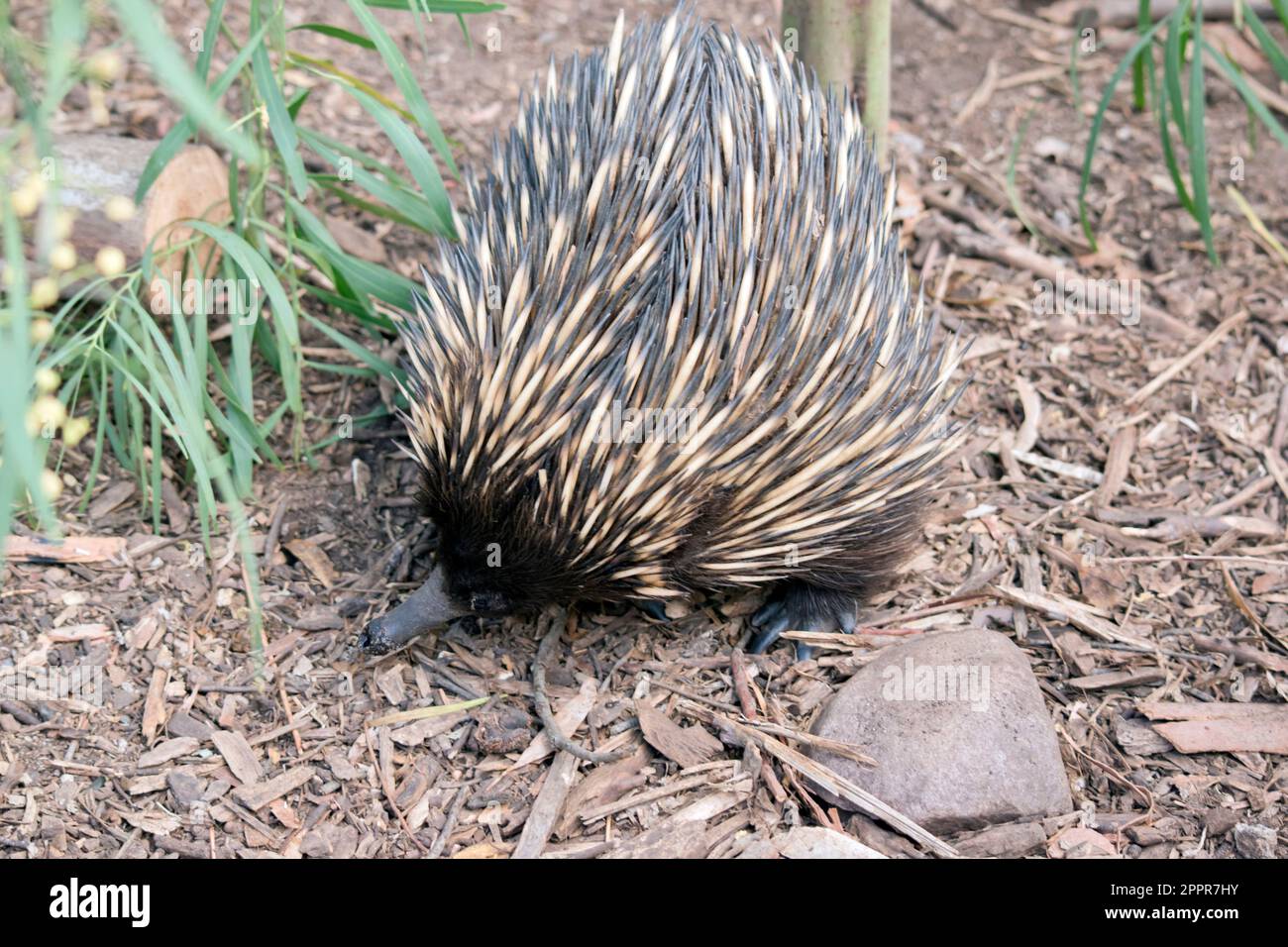 The echidna has spines like a porcupine, a beak like a bird, a pouch ...