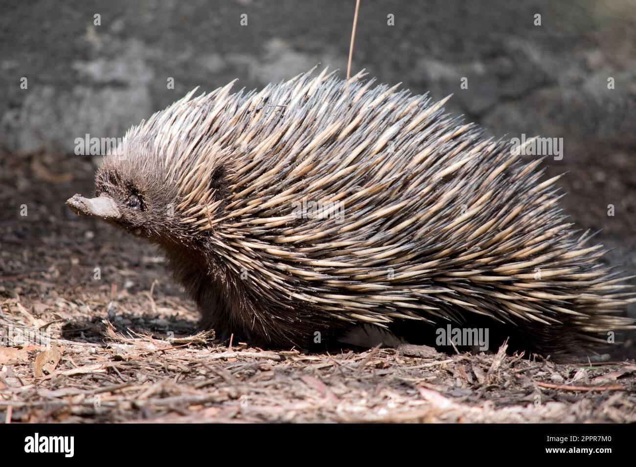 the short nosed has strong-clawed feet and spines on the upper part of ...