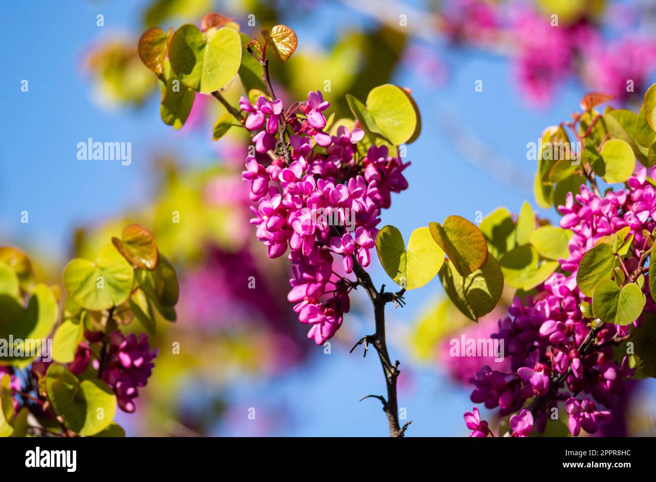 Redbud trees and beautiful pink flowers in April in Istanbul Stock ...