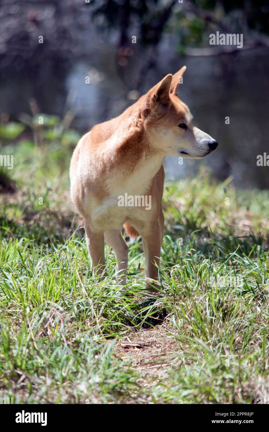 Dingoes are naturally lean like a greyhound, with large ears ...