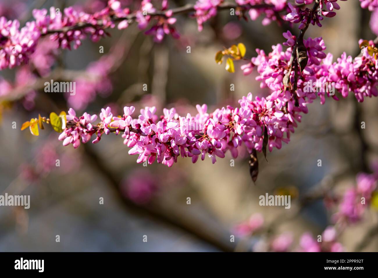 Redbud trees and beautiful pink flowers in April in Istanbul Stock ...