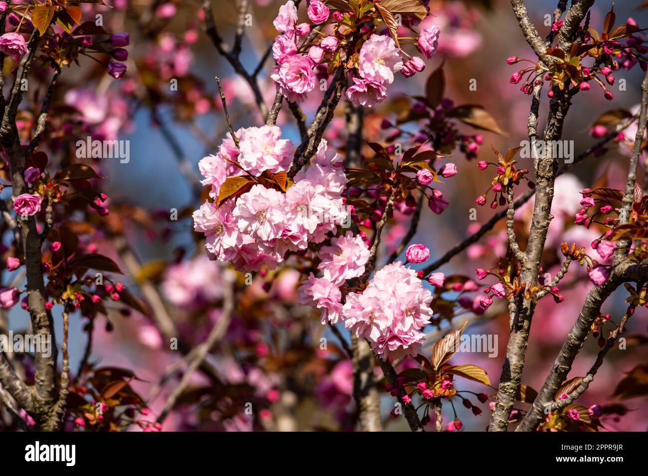Prunus serrulata or Japanese cherry is a species of cherry tree that ...