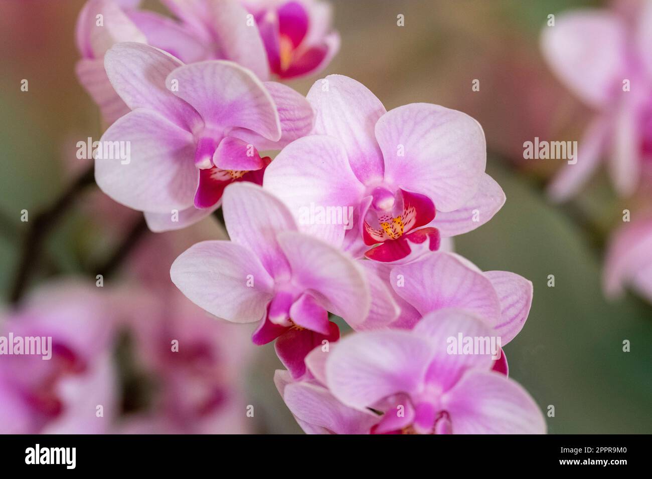 Washington, United States. 24th Apr, 2023. Peonies, Orchids, Cherry ...