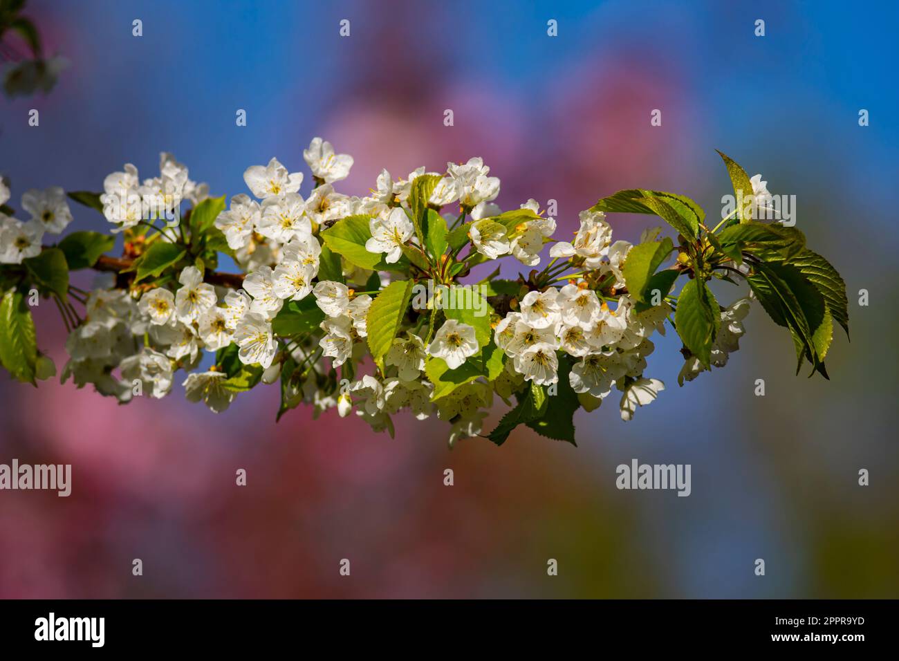 Redbud trees and beautiful pink flowers in April in Istanbul Stock ...