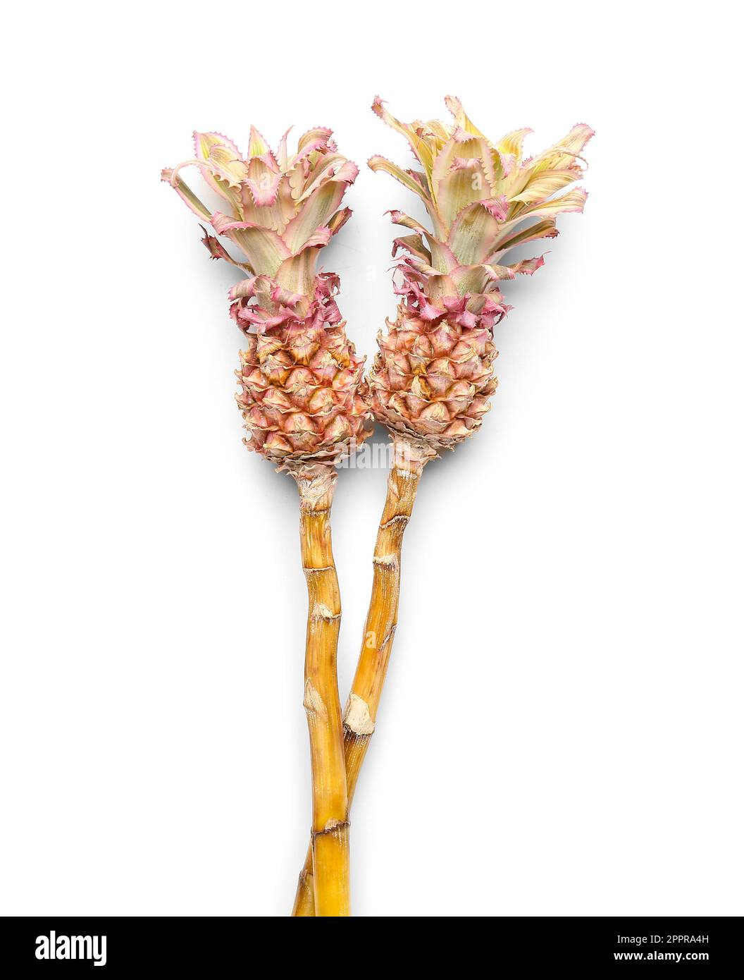 Decorative pineapples on white background Stock Photo - Alamy