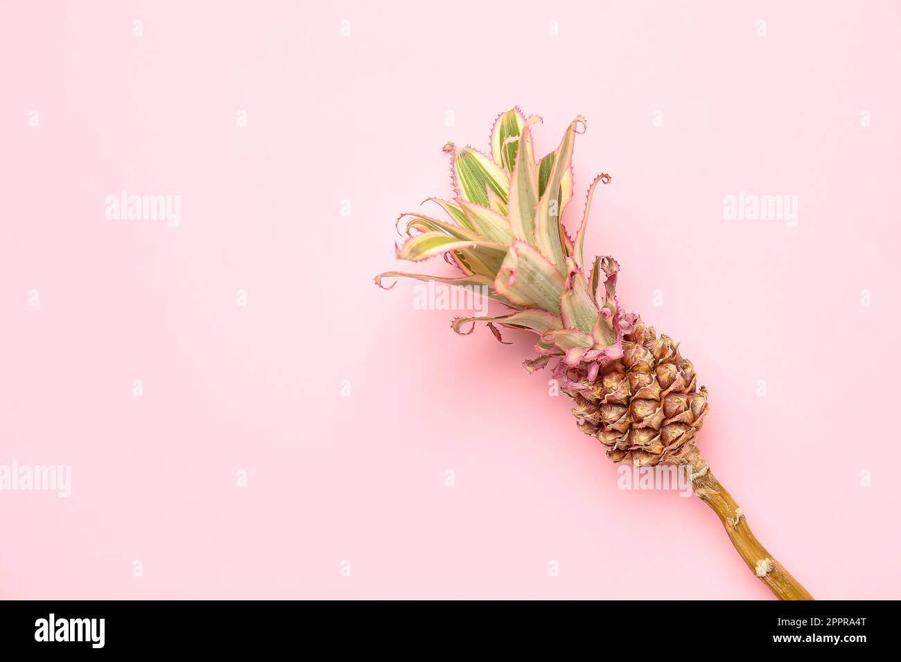 Decorative pink pineapple hi-res stock photography and images - Alamy