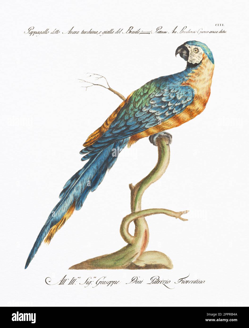 Macaw. Antique Parrot Lithography. 18th-century Italian illustration ...