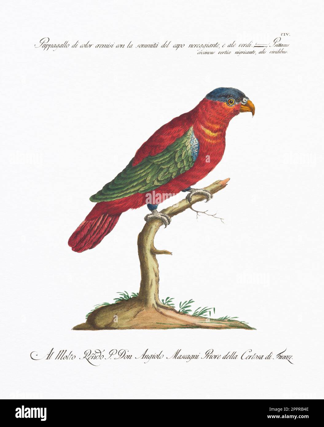 Antique Parrot Lithography. 18th-century Italian illustration. Ca 1776 ...