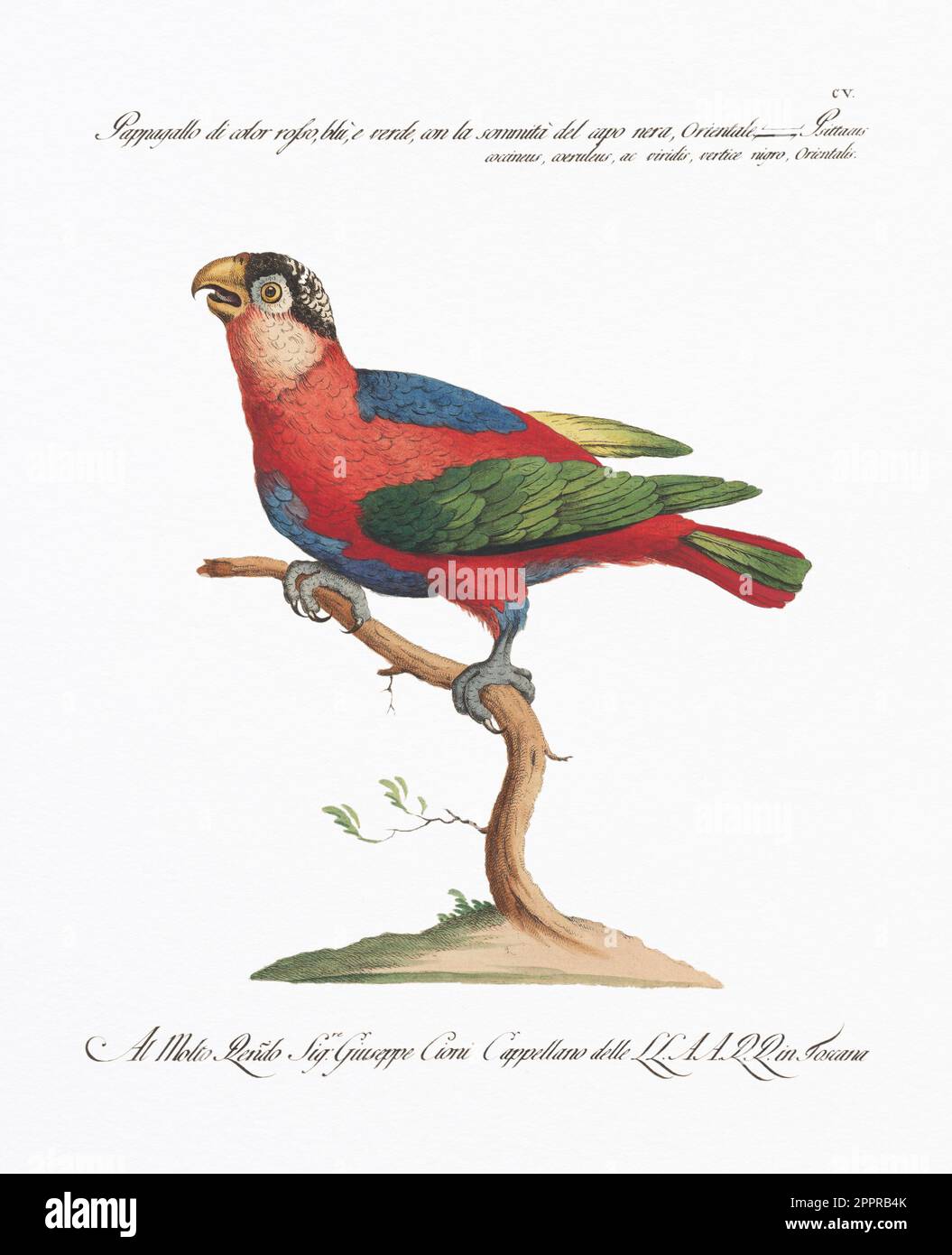 Antique Parrot Lithography. 18th-century Italian illustration. Ca 1776 ...