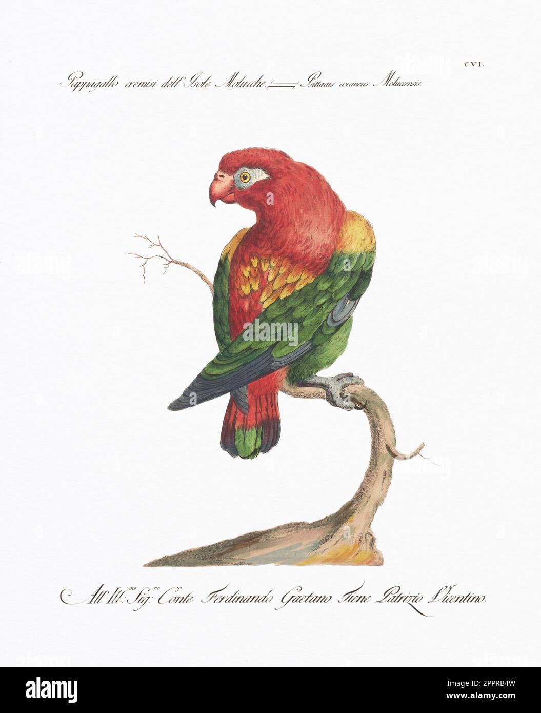 Antique Parrot Lithography. 18th-century Italian illustration. Ca 1776 ...