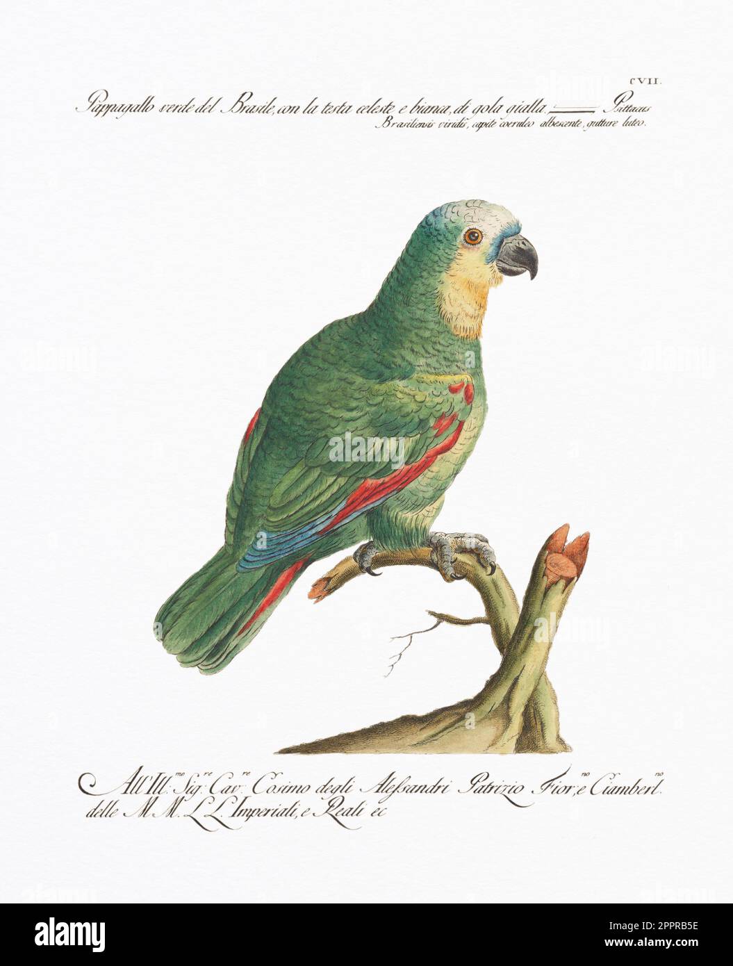 Antique Parrot Lithography. 18th-century Italian illustration. Ca 1776 ...